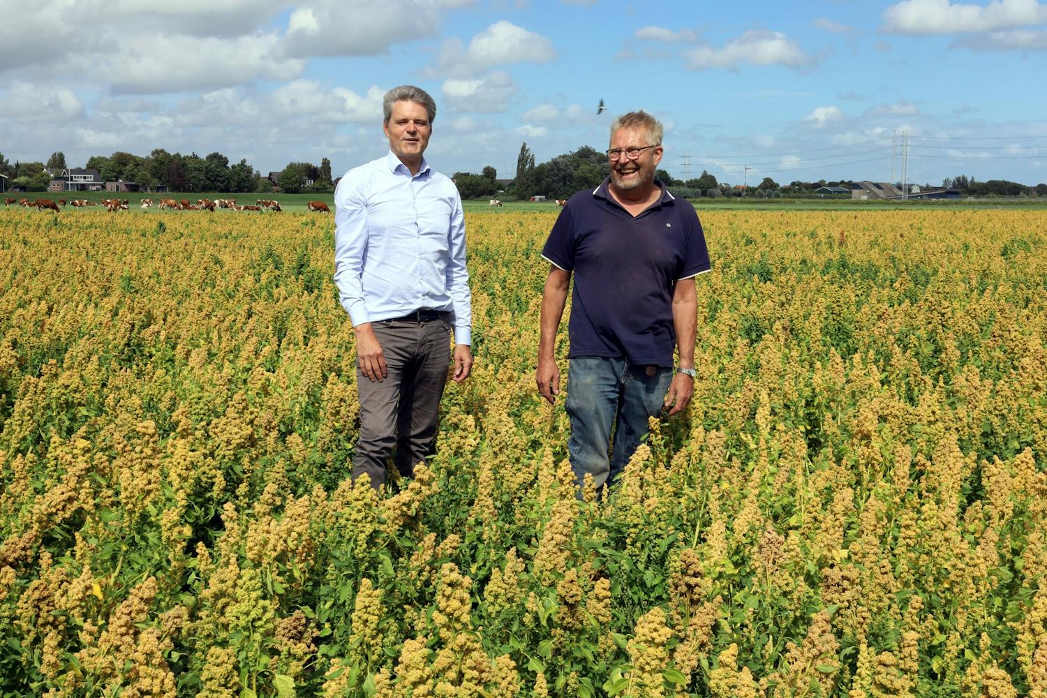 Hollandse quinoa is CO2-zuinig en multifunctioneel inzetbaar | BNR ...