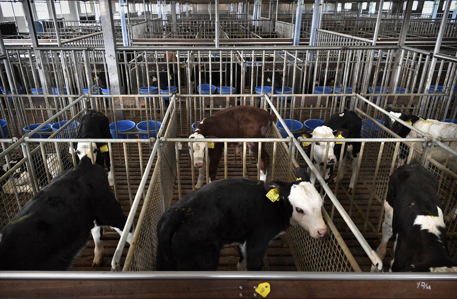 BBB wil andere aanpak mestcrisis, ‘koeien blijven poepen’ | BNR Nieuwsradio