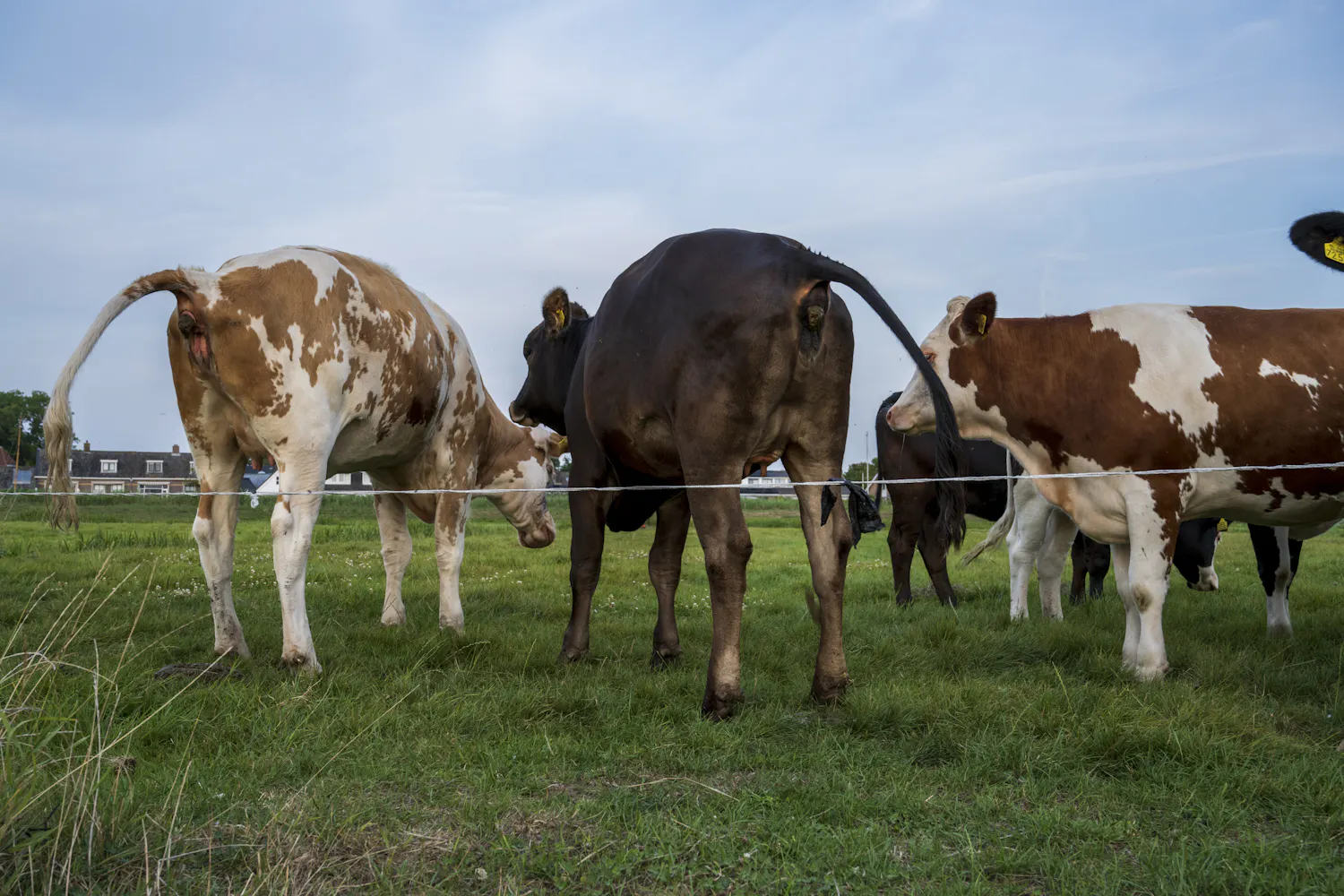Denemarken gaat belasting heffen op uitstoot van vee, ‘Primeur in de ...