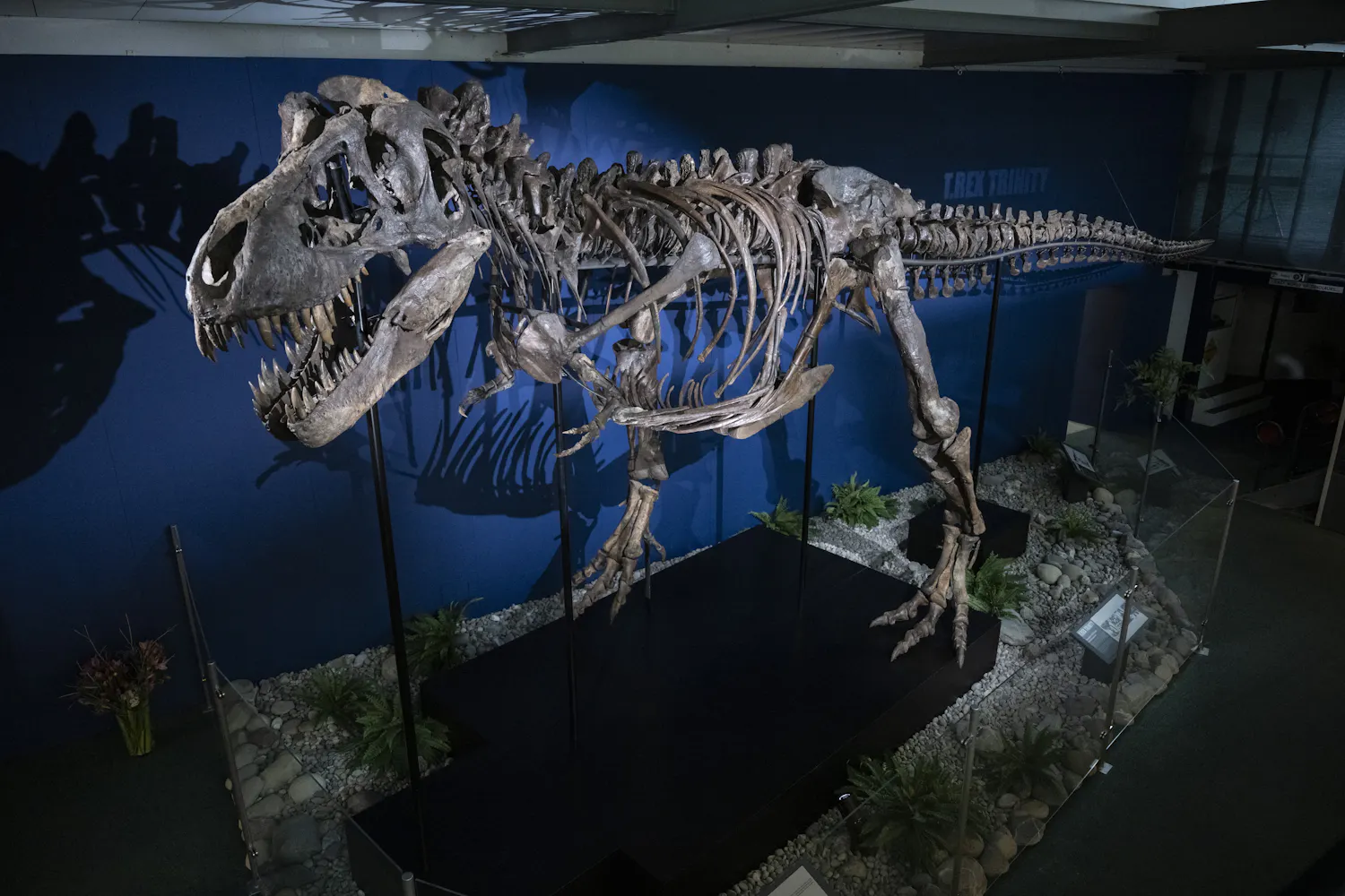 Onderzoek verklaart waarom T-rex zulke kleine armen had | BNR Nieuwsradio