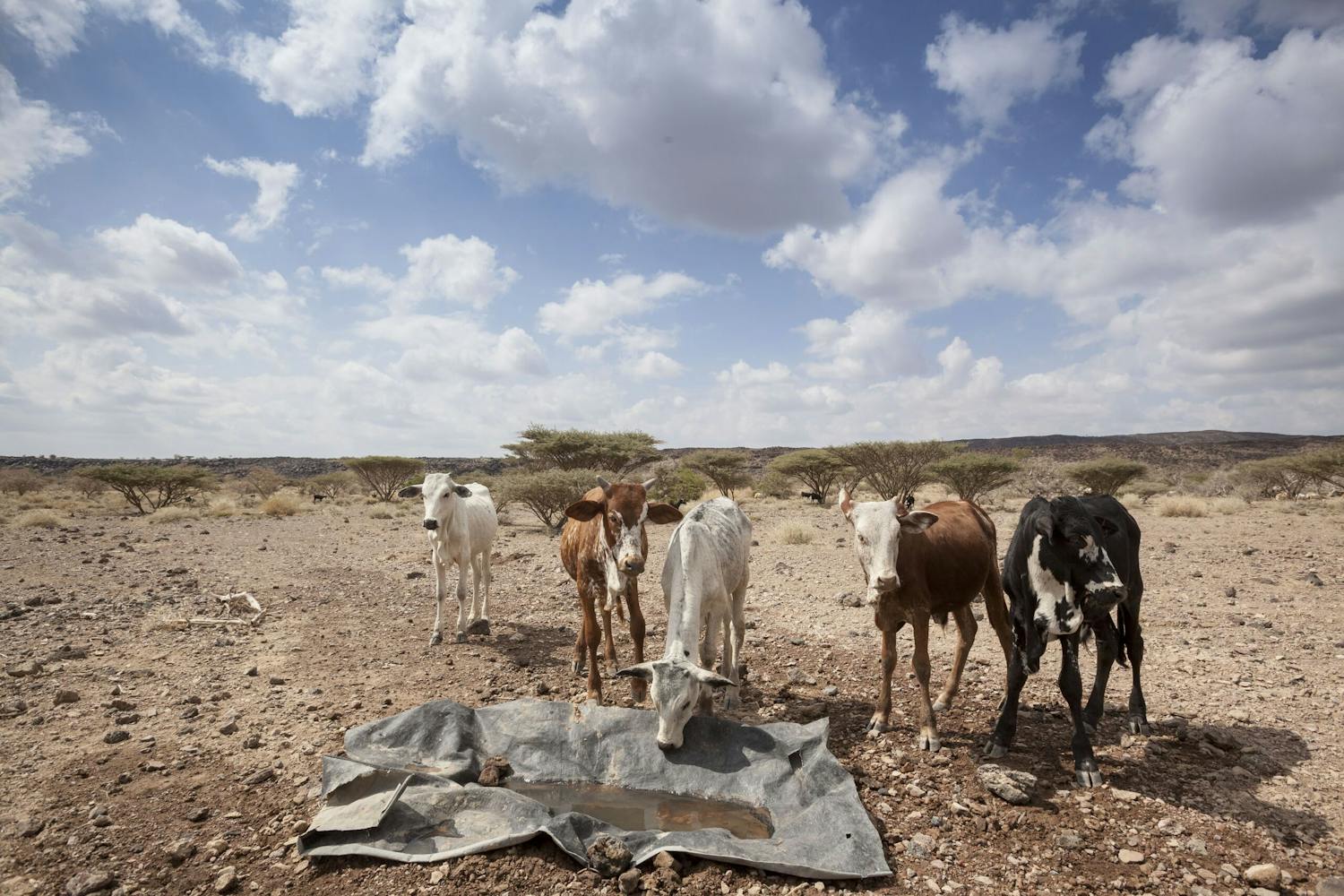 Ernstige hongersnood in de Hoorn van Afrika | BNR Nieuwsradio