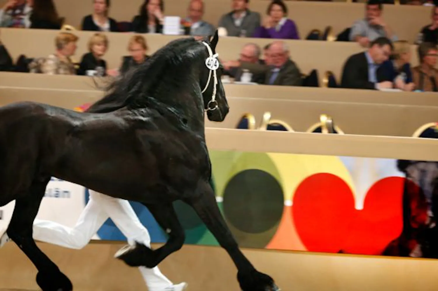 Friese paarden stelen de show in Mexico | BNR Nieuwsradio