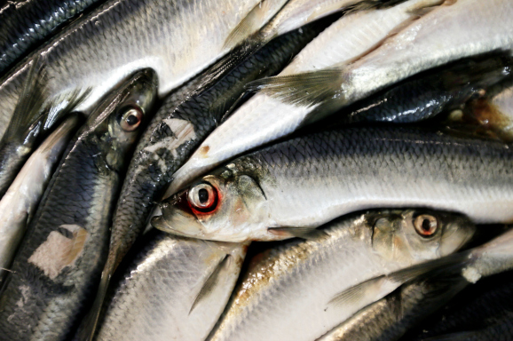 De minuut van de waarheid - "Met de meeste vissoorten in de Noordzee ...