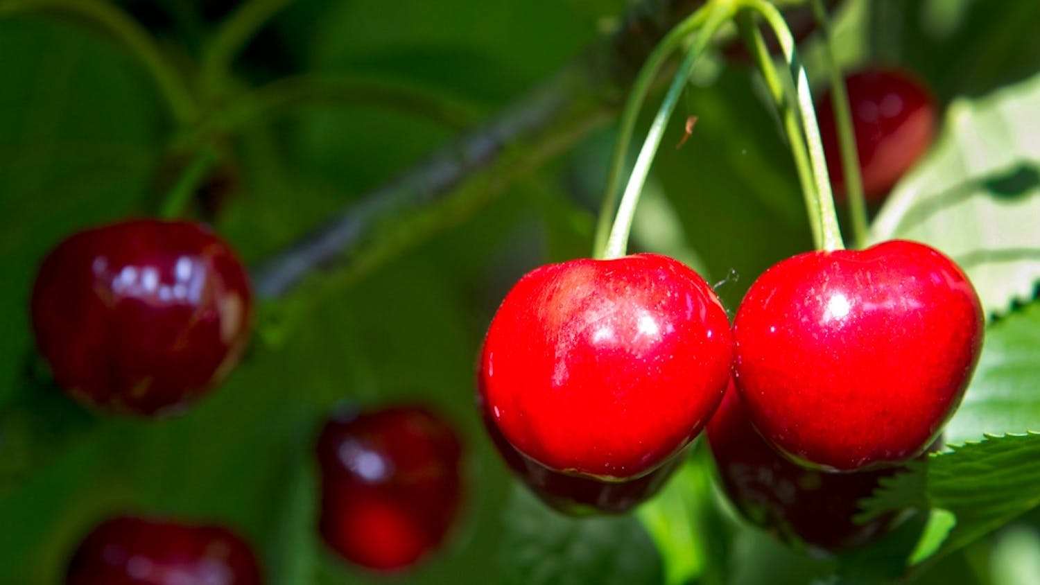 Kersen plukken vruchten van uitgesteld voorjaar | BNR Nieuwsradio