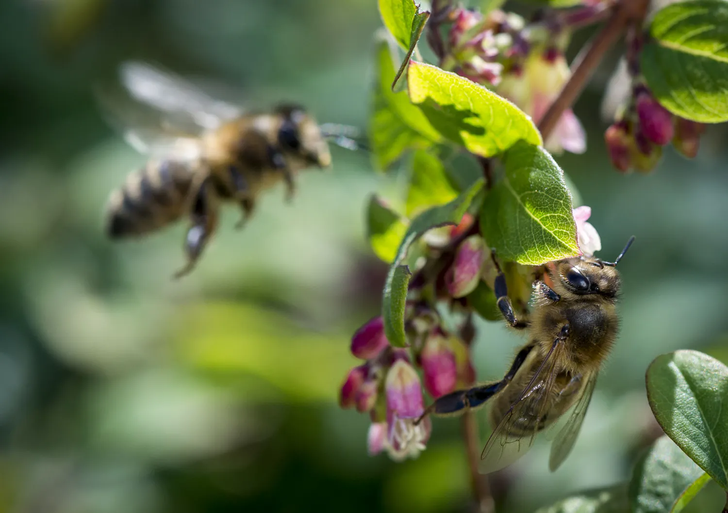 Aantasting natuur ging nog nooit zo snel | BNR Nieuwsradio
